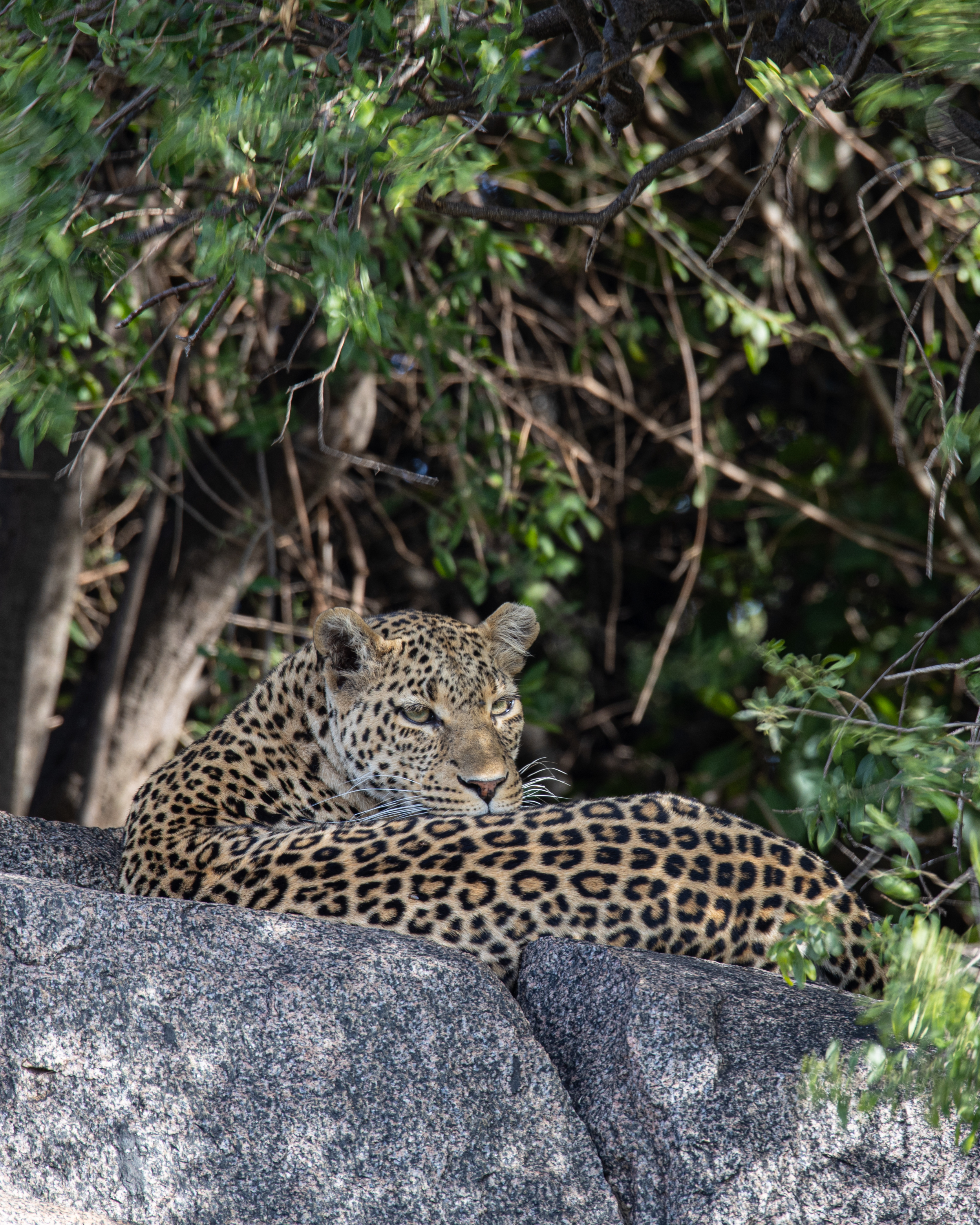 Serengeti - Leopard - Adam Goldberg Photography